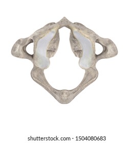 126 Spinous process atlas vertebra Images, Stock Photos & Vectors ...