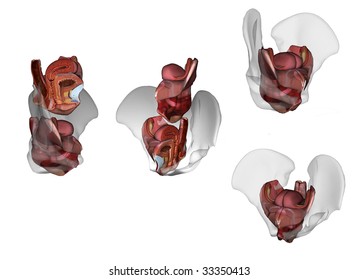 Uterus Model 3d: ilustración de stock 33350413 | Shutterstock