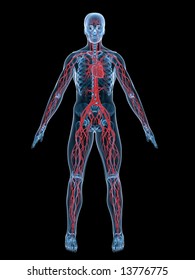 2,694 Blood vessel cartoon Images, Stock Photos & Vectors | Shutterstock