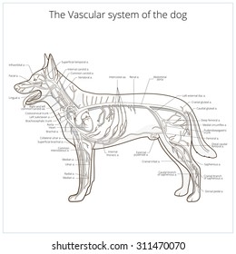 Arterial Circulatory System Dog Vector Illustration: vetor stock (livre ...