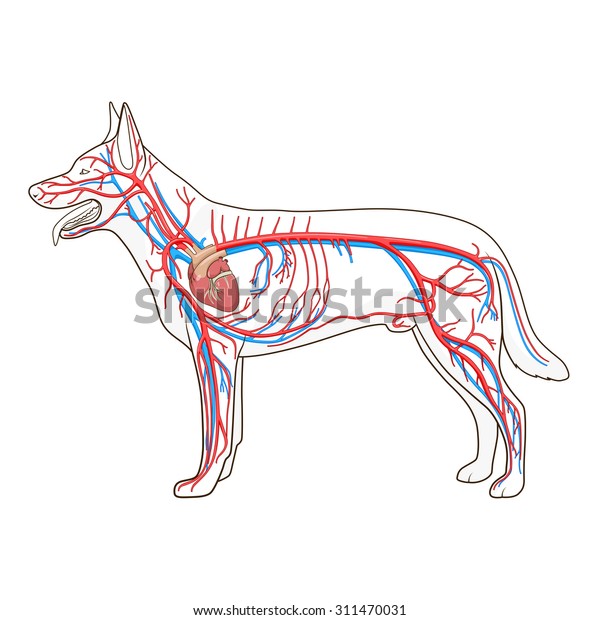 Vascular System Dog Raster Version Stock Illustration 311470031 ...
