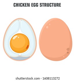Vector Icon Chicken Egg Structure Image Stock Illustration 1608113272 ...