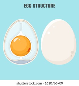 1,355 Bird egg structure Images, Stock Photos & Vectors | Shutterstock
