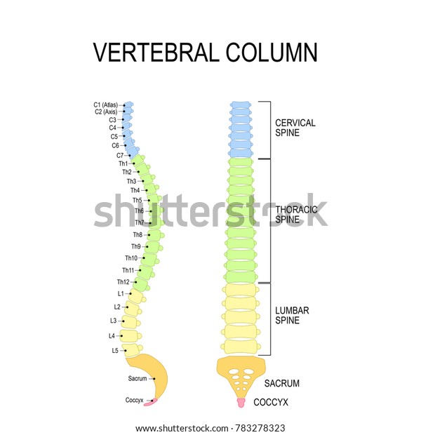 Vertebral Column Cervical Thoracic Lumbar Spine 스톡 일러스트 783278323