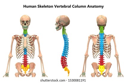 Vertebral Column Human Skeleton System Anatomy Stock Illustration ...