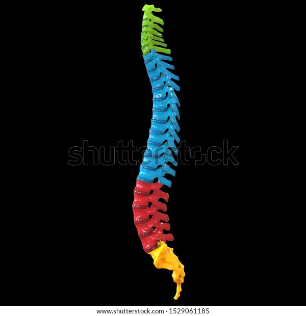 Vertebral Column Human Skeleton System Anatomy Stock Illustration ...