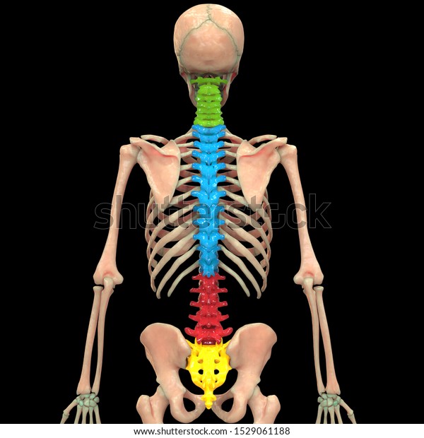 Vertebral Column Human Skeleton System Anatomy Stock Illustration ...