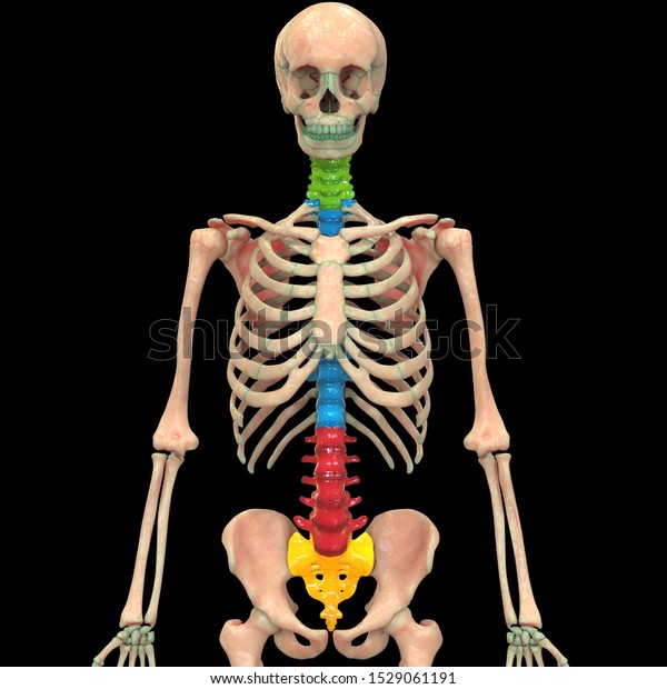 Vertebral Column Human Skeleton System Anatomy Stock Illustration ...