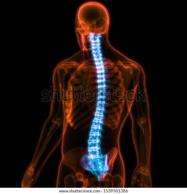 Vertebral Column Human Skeleton System Anatomy Stock Illustration ...