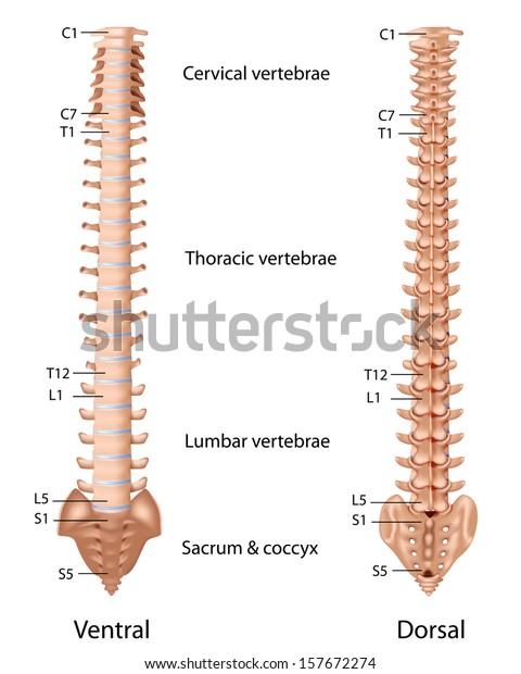 Vertebral Column Labeled Stock Illustration 157672274