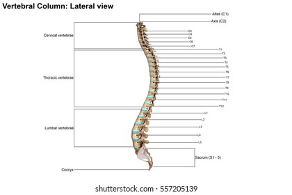 Vertebral Column Lateral View 3d Illustration 스톡 일러스트 473967700 ...