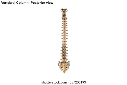 Vertebral Column Spine Bones Side View Stock Illustration 558803125 ...