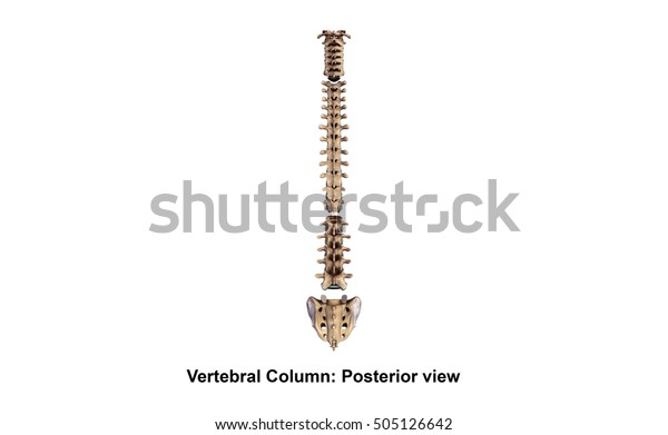 Vertebral Column Posterior View 3d Illustration Stock Illustration ...