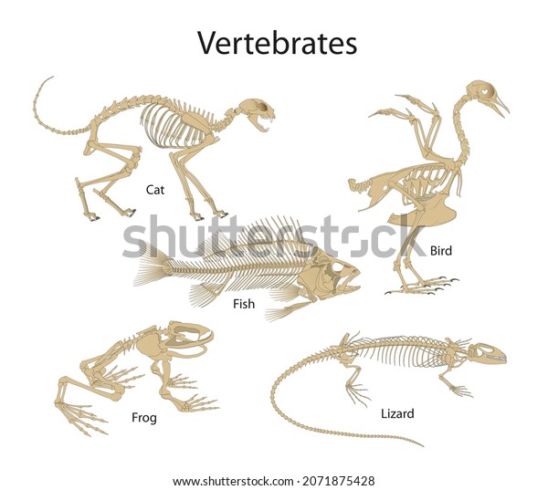 1,352 Limb lizard 이미지, 스톡 사진 및 벡터 | Shutterstock