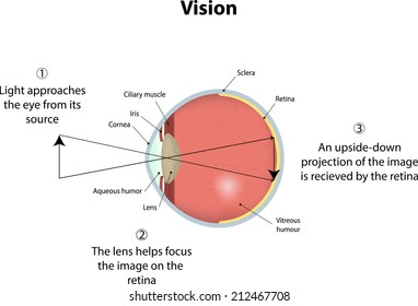 21,899 ilustraciones de Vision diagram - Ilustraciones, imágenes y ...