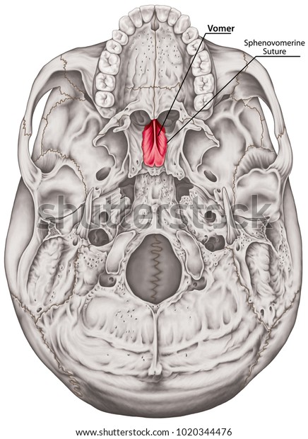 Vomer Bone Cranium Bones Head Skull: ilustración de stock 1020344476 ...