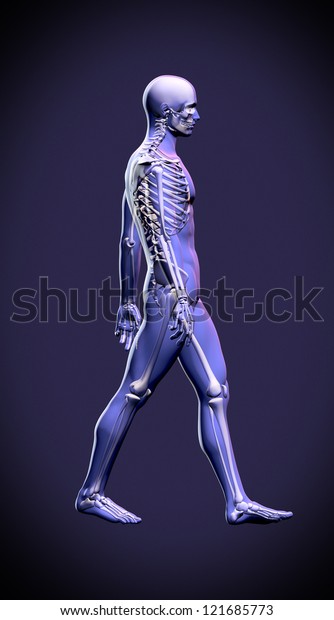 Walking Man Anatomy Skeleton Study Concept 스톡 일러스트 121685773 | Shutterstock
