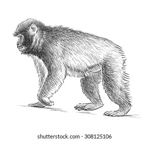 3,681 Monkey profile Images, Stock Photos & Vectors | Shutterstock