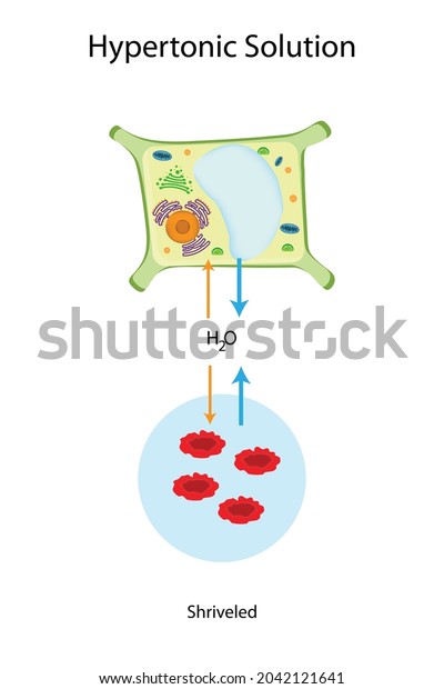Water Diffuses Into Cell By Cell Stock Illustration 2042121641 ...