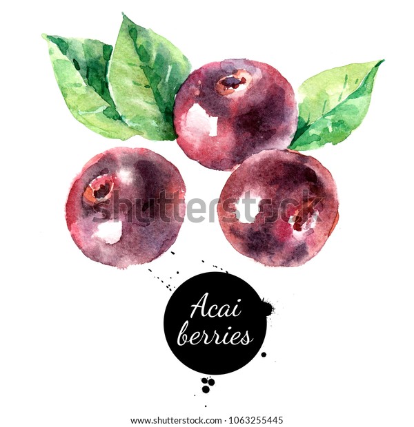 Watercolor Hand Drawn Acai Berry Illustration Stock Illustration 1063255445