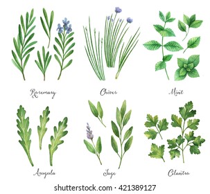 Collection Set Fresh Herb Names Isolated Stock Photo (Edit Now) 80432989 Collection Set Fresh Herb Names Isolated Stock Photo (Edit Now) 80432989