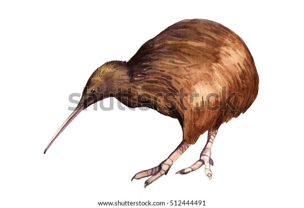 Watercolor Illustration Kiwi Bird Isolated On Stock Illustration 512444491