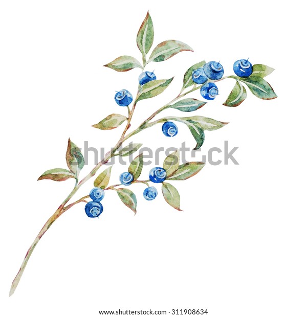 Watercolor Isolated Object Drawing Hands Branch: ilustración de stock ...