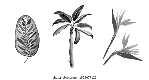 Corn Maize Zea Mays Vintage Engraving Stock Vector (Royalty Free) 78338620 Corn Maize Zea Mays Vintage Engraving Stock Vector (Royalty Free) 78338620