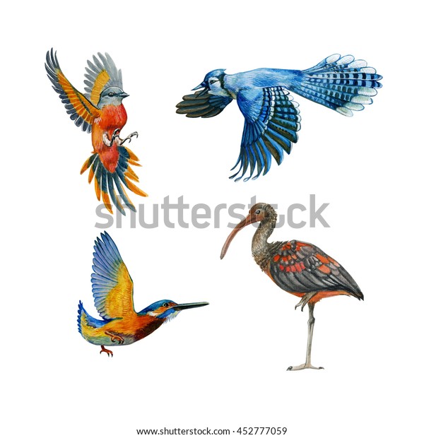 Watercolor Set Flying Bird Stock Illustration 452777059 | Shutterstock