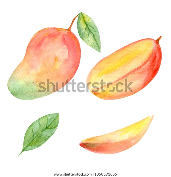 Watercolor Set Isolated Objects Mango Leaves Stock Illustration 1358591855