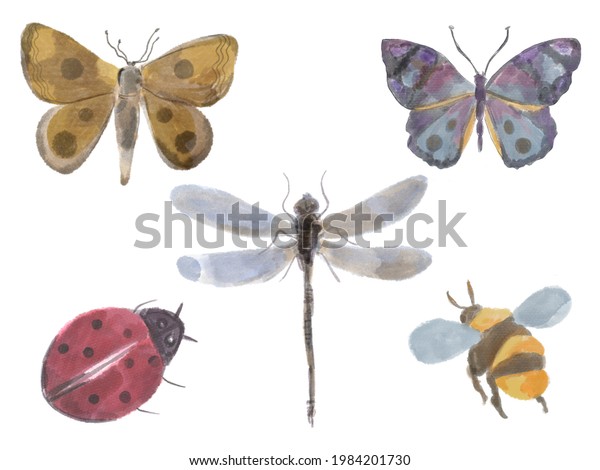 Watercolor Splash Insect Bug Moth Butterfly Stock Illustration ...