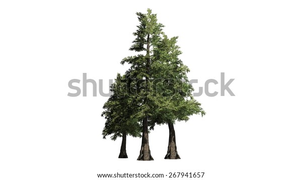 Western Red Cedar Tree Cluster Isolated 스톡 일러스트 267941657 | Shutterstock