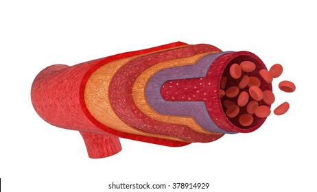 White Background Shows Structure Artery Crosssectional Stock ...