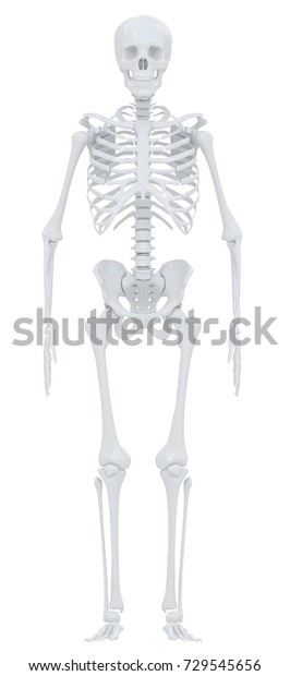 White Full Body Skeleton Front View Stock Illustration 729545656 ...