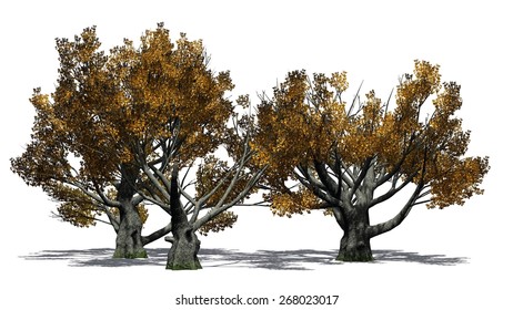 White Oak Fall Tree Cluster Isolated Stock Illustration 268023017 ...