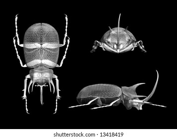 White Wire Beetles Stock Illustration 13418419 | Shutterstock
