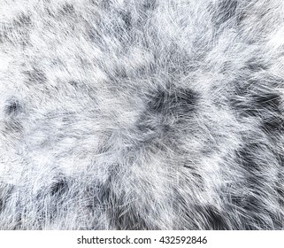 White Wolf Skins Texture Closeup 3d Stock Illustration 432592846