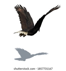 4,406 Eagle shadow Images, Stock Photos & Vectors | Shutterstock