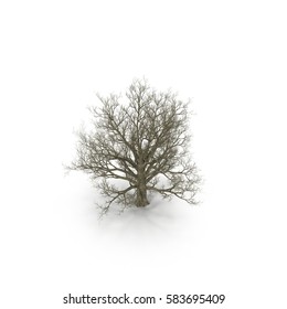 Winter Old Maple Tree Isolated On Stock Illustration 583695409 ...