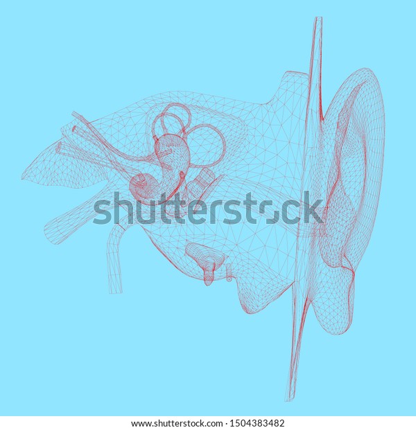 Wireframe Human Ear Internal Organs 3d Stock Illustration 1504383482 ...