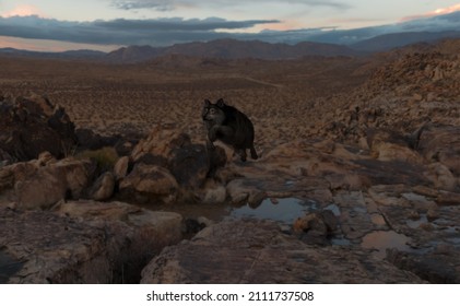 5,537 Wolf Jump Images, Stock Photos & Vectors | Shutterstock