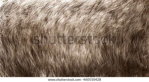 Wolf Skins Texture Closeup 3d Rendering 스톡 일러스트 460550428 | Shutterstock