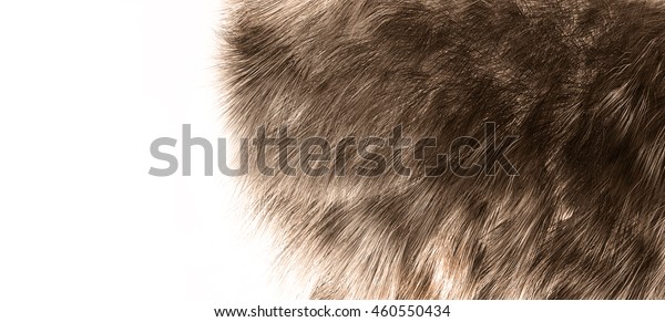Wolf Skins Texture Closeup 3d Rendering Stock Illustration 460550434 ...