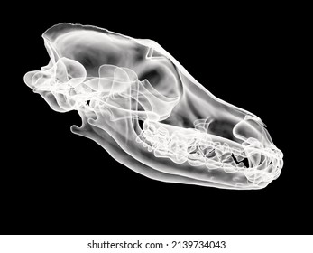 278 Dog skull x ray Images, Stock Photos & Vectors | Shutterstock
