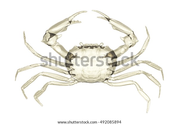Xray Crab Isolated 3d Render Stock Illustration 492085894 | Shutterstock