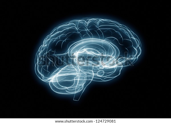 Xray Human Brain Stock Illustration 124729081