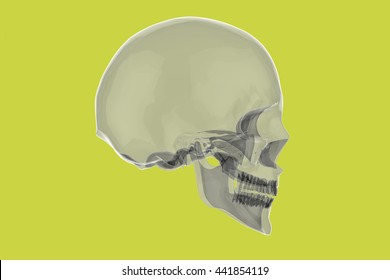 Xray Human Skull 3d Rendering Stock Illustration 441854119 | Shutterstock