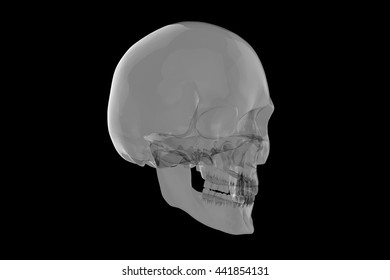 Xray Human Skull 3d Rendering Stock Illustration 441854131 | Shutterstock