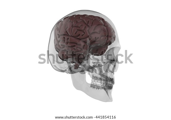 Xray Human Skull 3d Rendering Stock Illustration 441854116 | Shutterstock