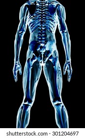 Xray Skeleton Stock Illustration 301204697 | Shutterstock